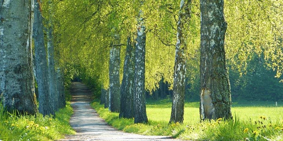 Peľová sezóna brezy sa naplno rozbehla, ostane najsilnejším alergénom ...