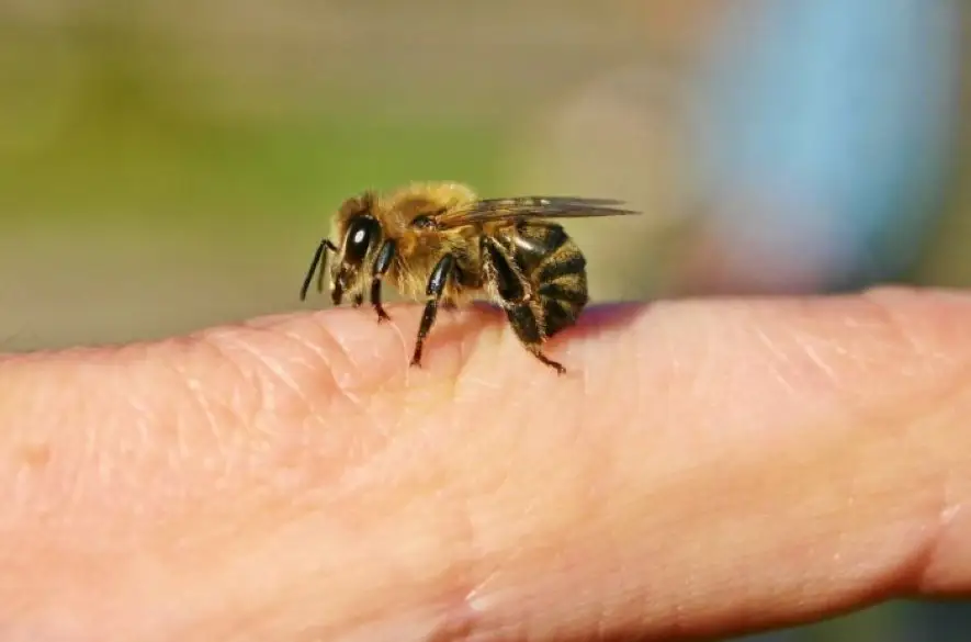 Radíme: Po bodnutí včelou či osou treba volať záchranku, ak sa opuch