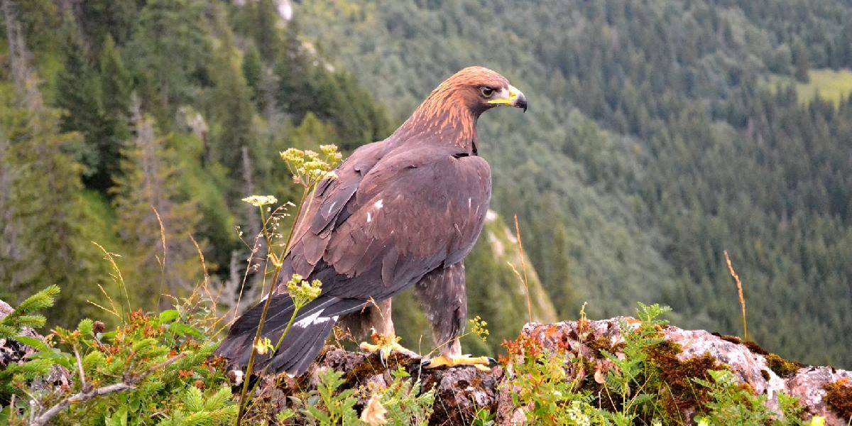 Tatranský Orol Arnold si s pripenenou vysielačkou užíva safari